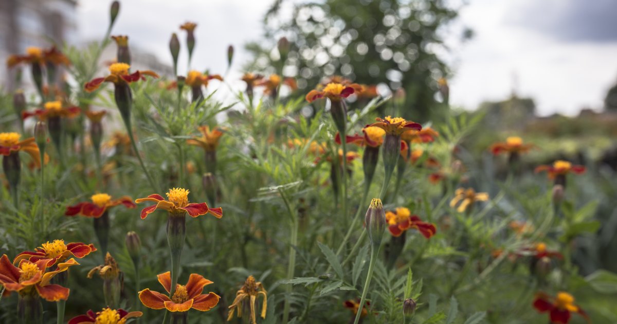 Het nut van tagetes of afrikaantjes in jouw moestuin | Velt