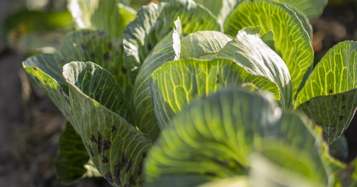 Kolen plat planten: zo weer je de koolvlieg | Velt