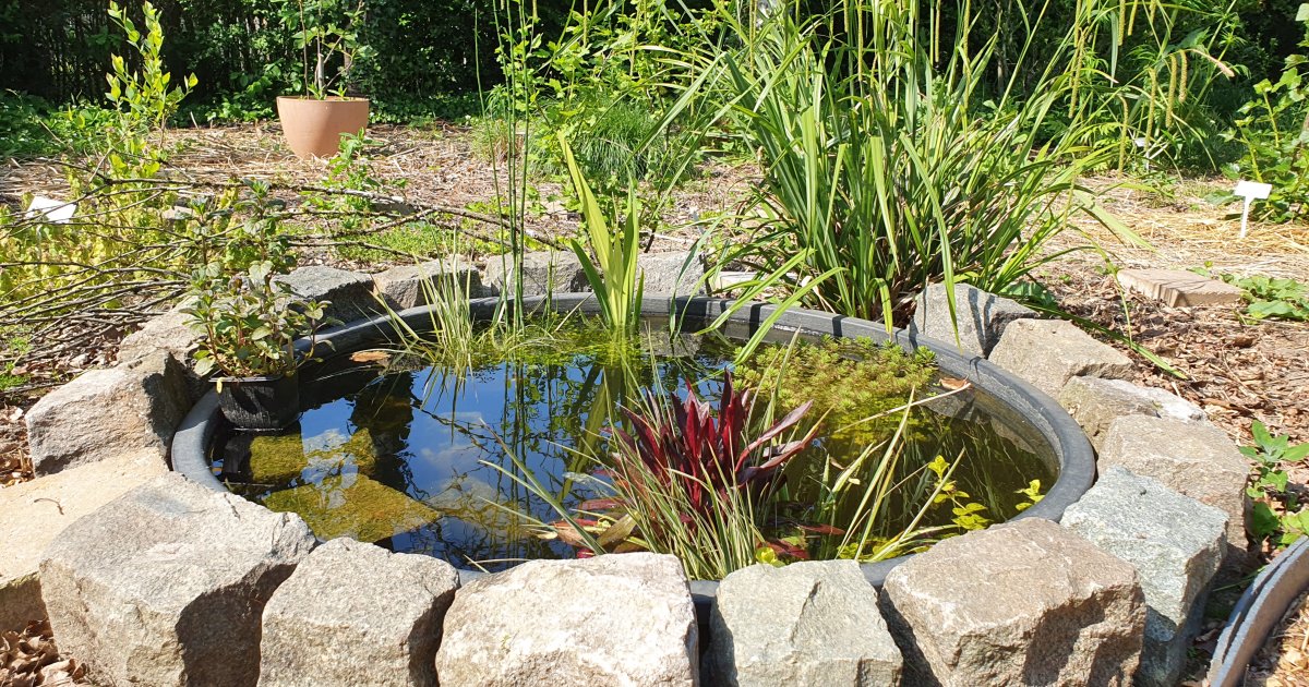 Eetbare ecotuin van de familie Vanhooff | Velt