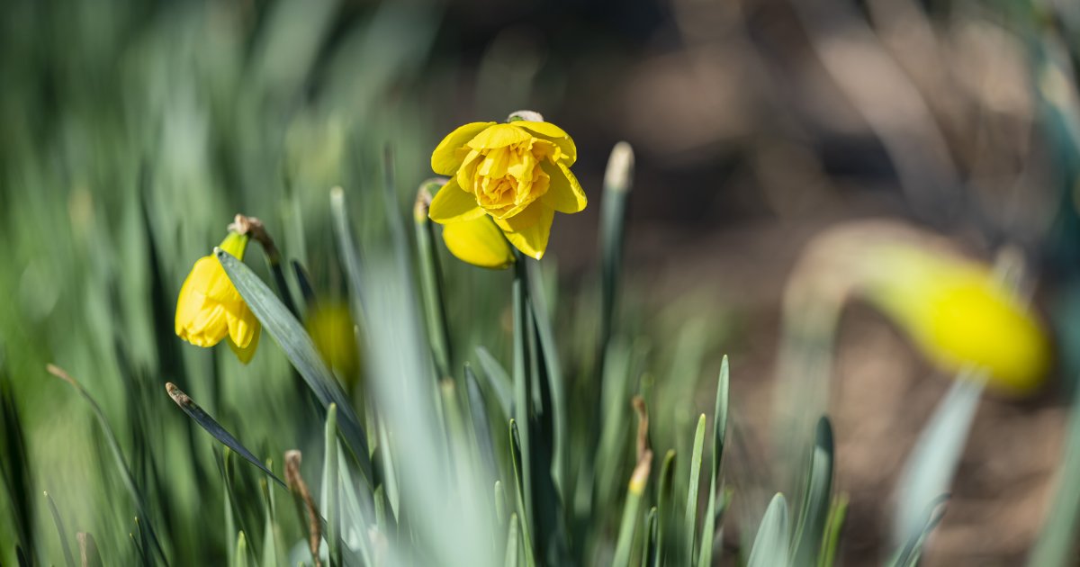 640.000 biobloembollen: samenaankoop groot succes | Velt