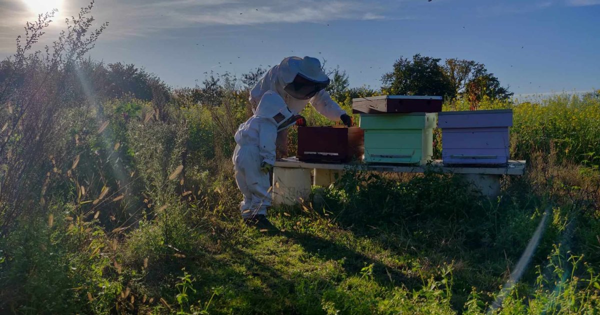 De Nieuwe Oude Boomgaard | Velt