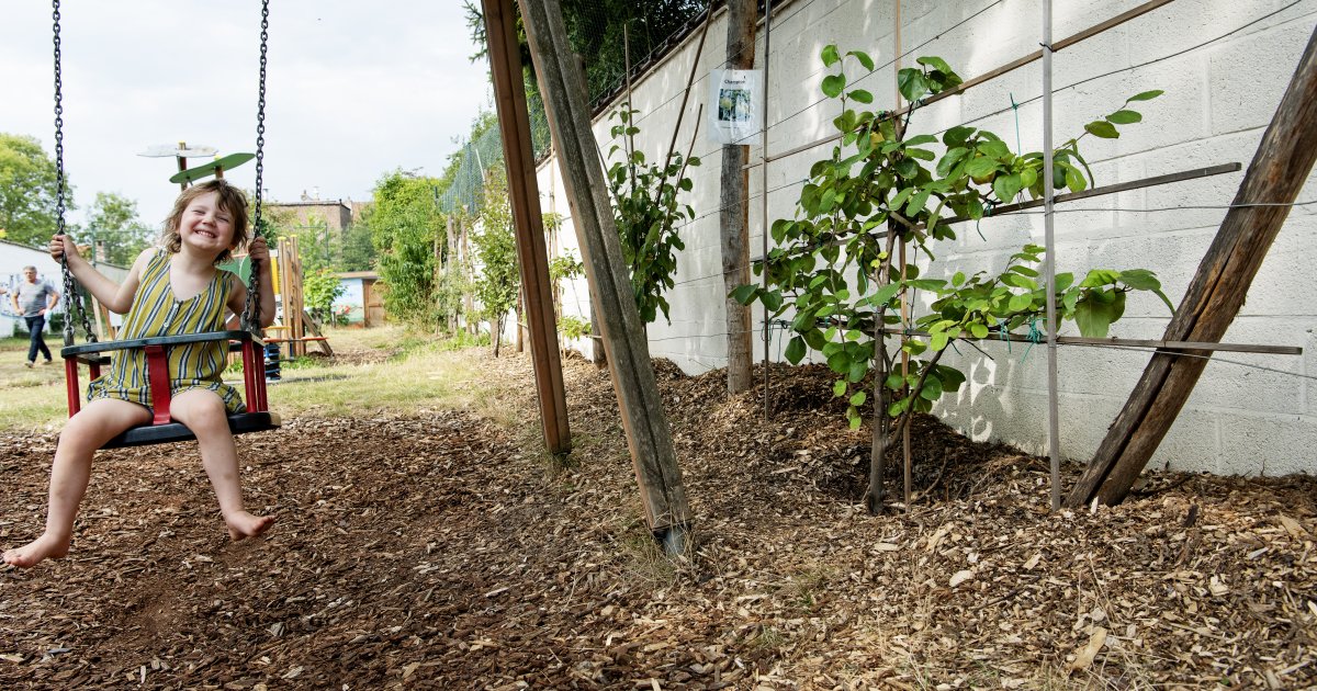 Hoe plant en ondersteun je leifruit? | Velt