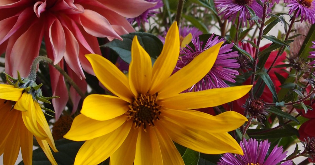 Kwekerij Lovendaal - voor natuurlijke bloemen, planten en tuinen | Velt