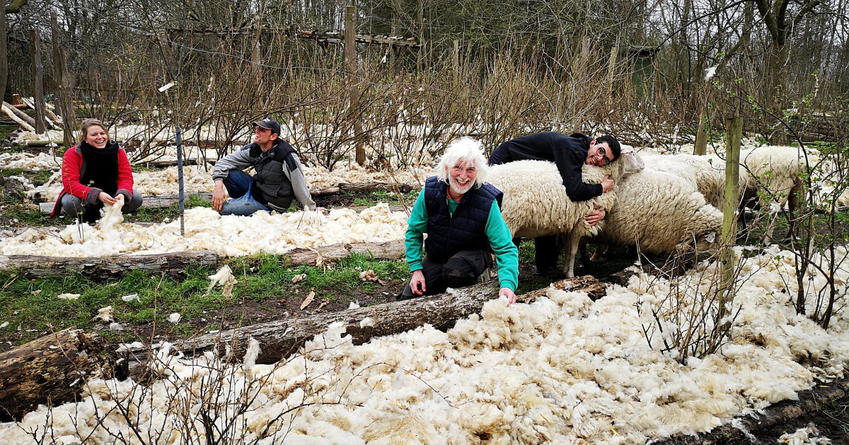 Mulchen met wol | Velt