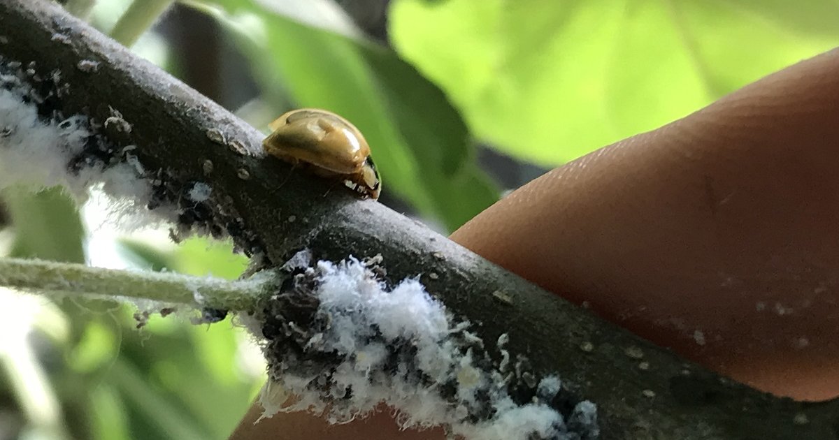 Appelbloedluizen op fruitbomen | Velt