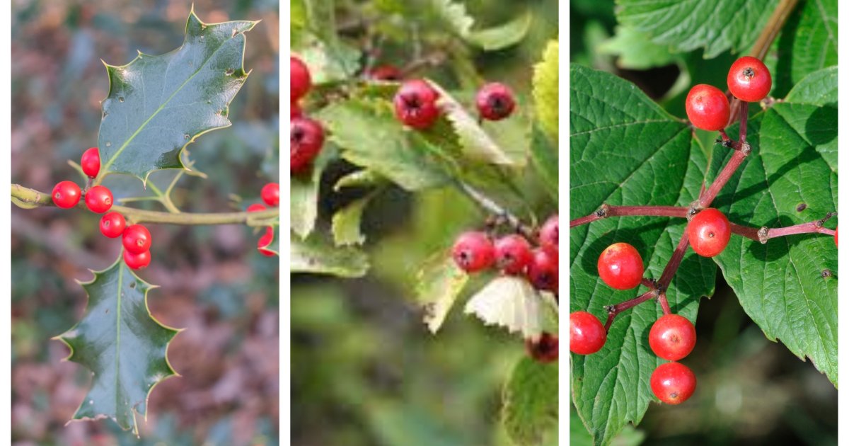 Fleur je tuin op met een inheemse bessenstruik | Velt