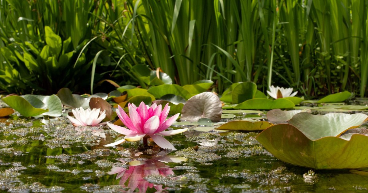 Inspiratiedag Water voor later | Velt