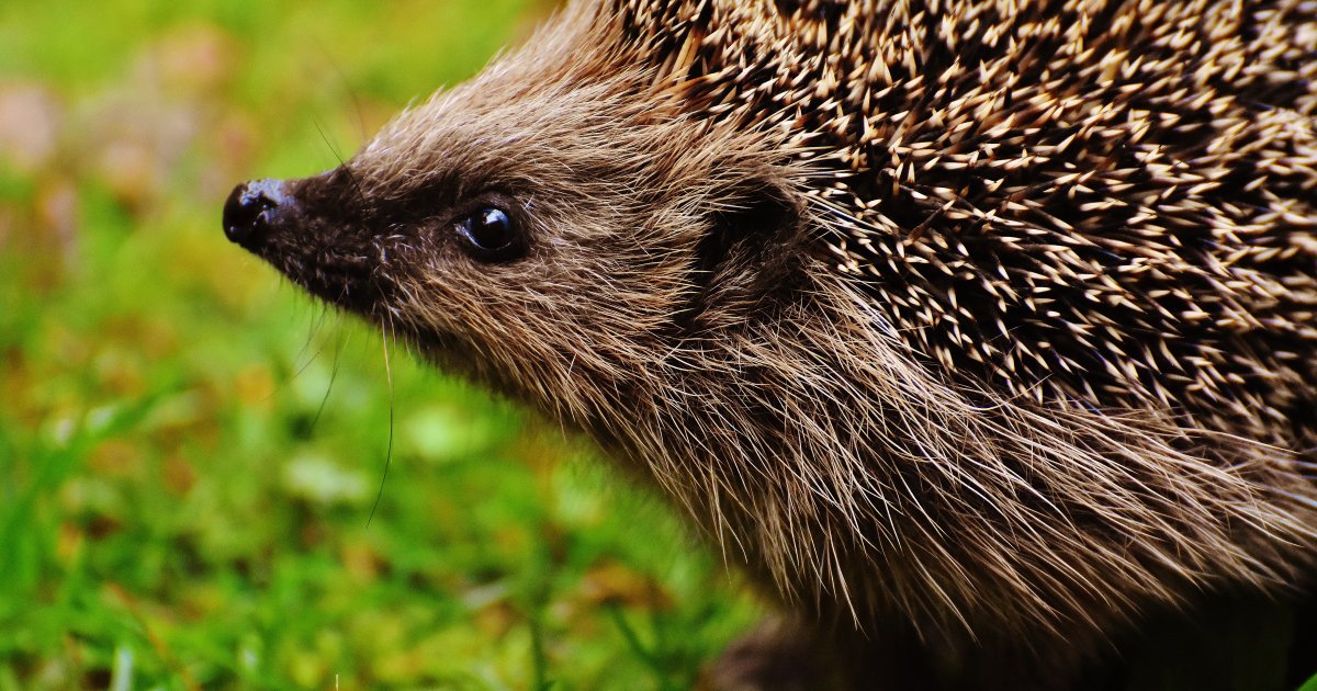 Ontdek waarom een egelwegel een goed idee is | Velt