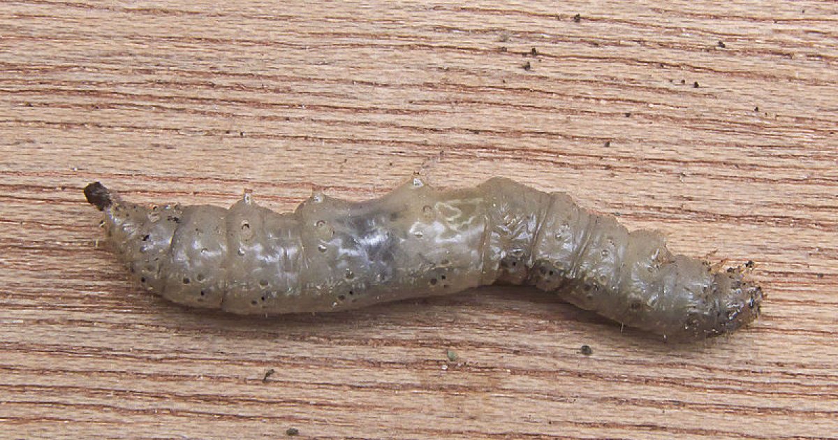 Emelten en engerlingen in het gazon | Velt