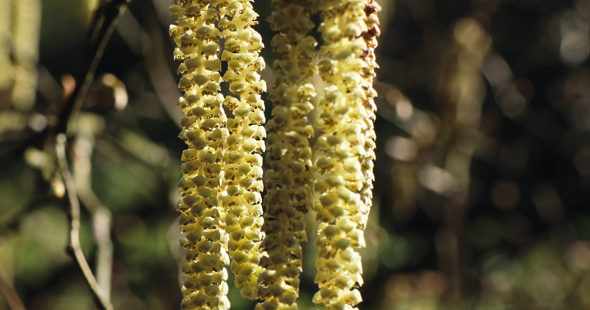 Bestuiving, essentieel om noten te vormen | Velt