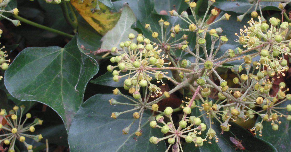 Een ode aan de bloeiende klimop | Velt