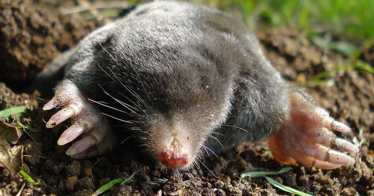 Wat doe je met mollen, woelratten en woelmuizen? | Velt