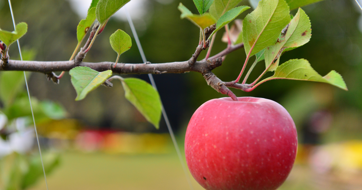 Velt zet Brussel bomvol fruit | Velt