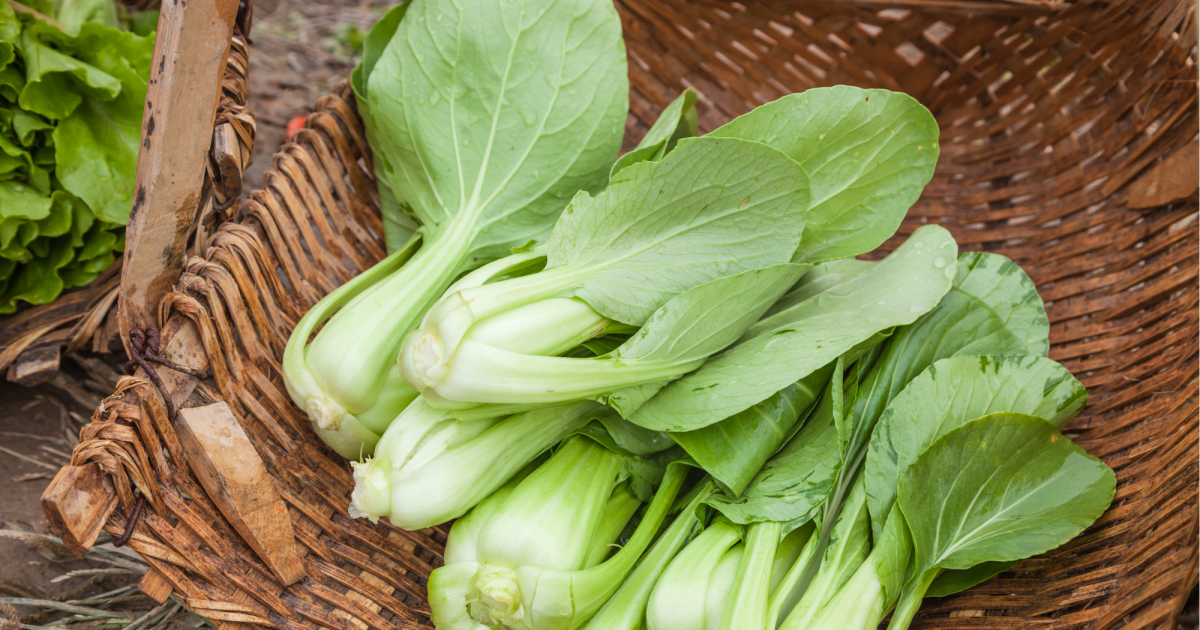 Gestoofde paksoi | Velt