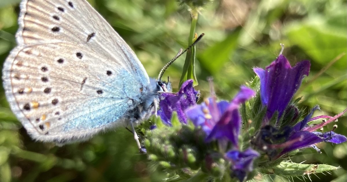 Ensemble Natura | Velt