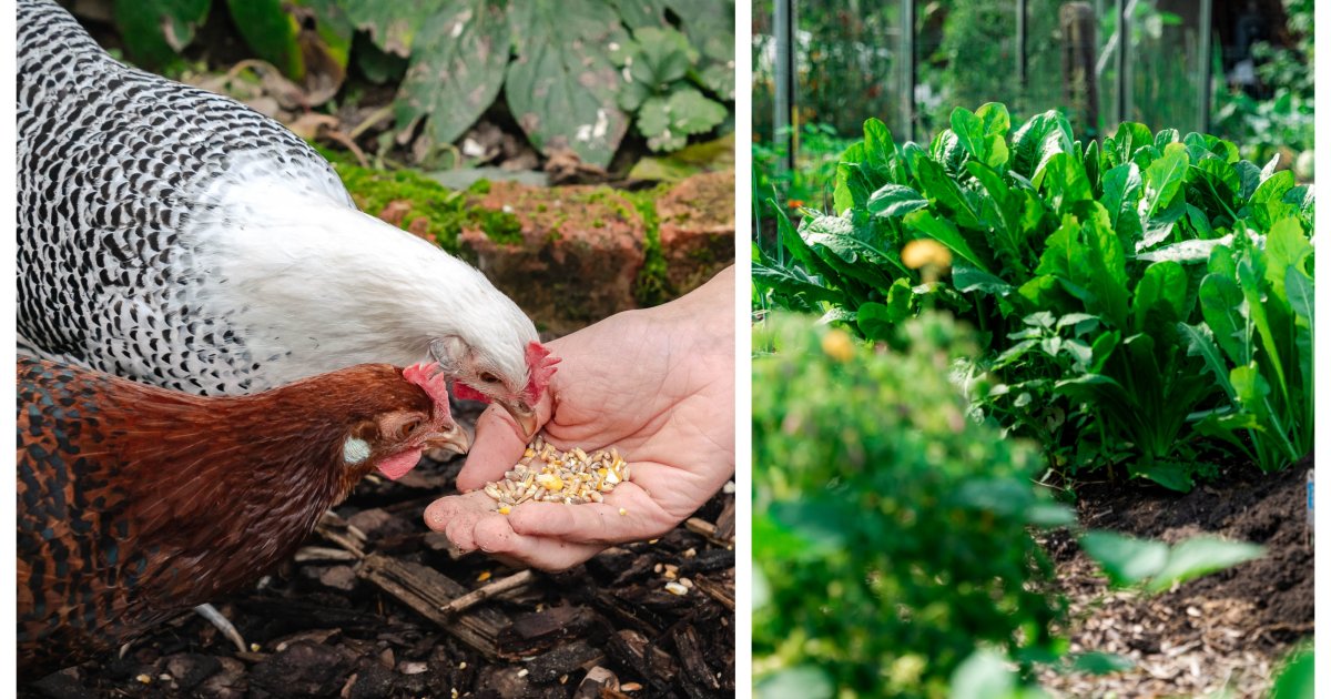 Tips voor gezonde eieren en groenten van eigen kweek | Velt