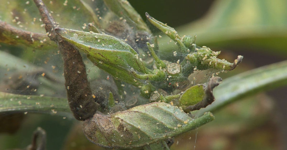 Spintmijten voorkomen en bestrijden | Velt