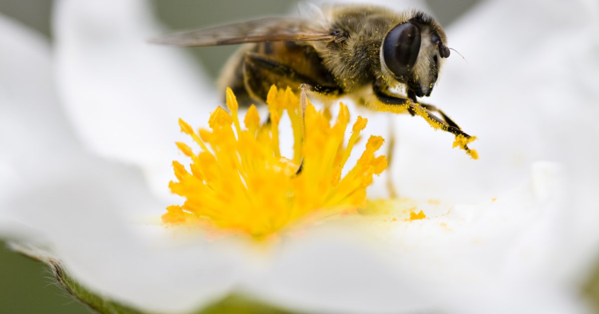 Gebruiksvoorwaarden | Velt