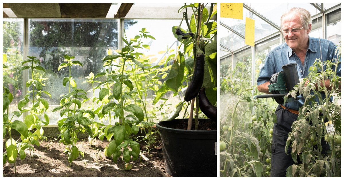 Serre of kas beschermen tegen de zon | Velt