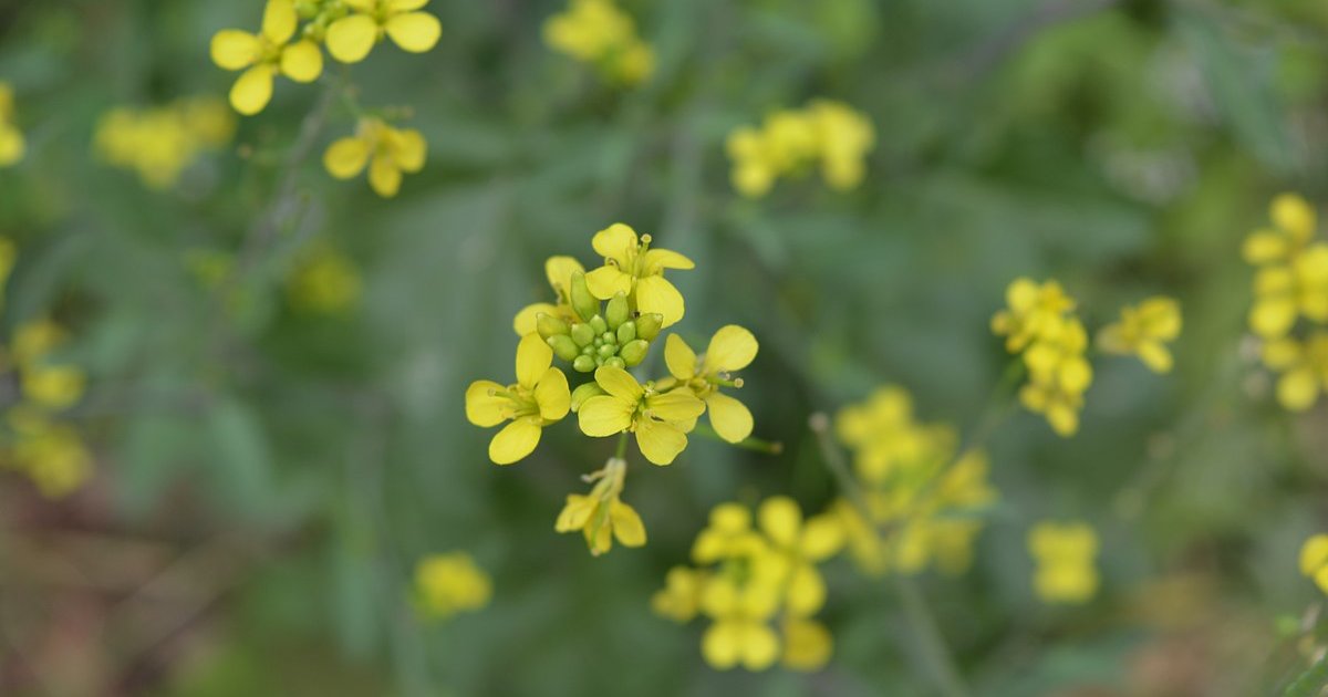 In de tuin en op jouw bord: zwarte mosterd | Velt