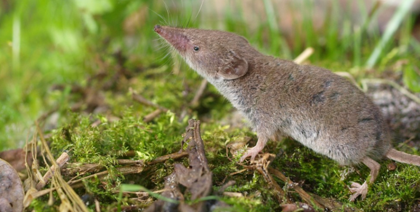 Nuttige tuinhulpjes in de bodem: huisspitsmuis | Velt