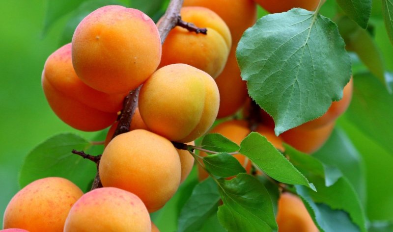 Abrikoos | Velt