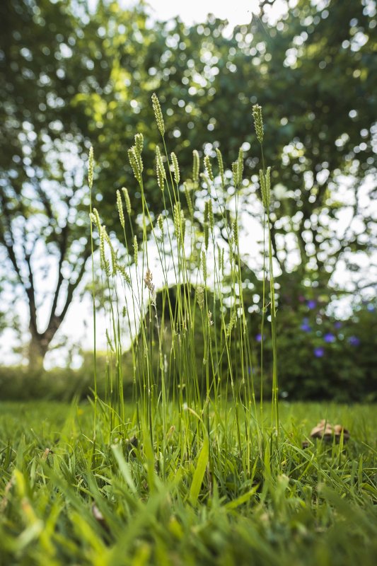 Lang gras maaien | Velt