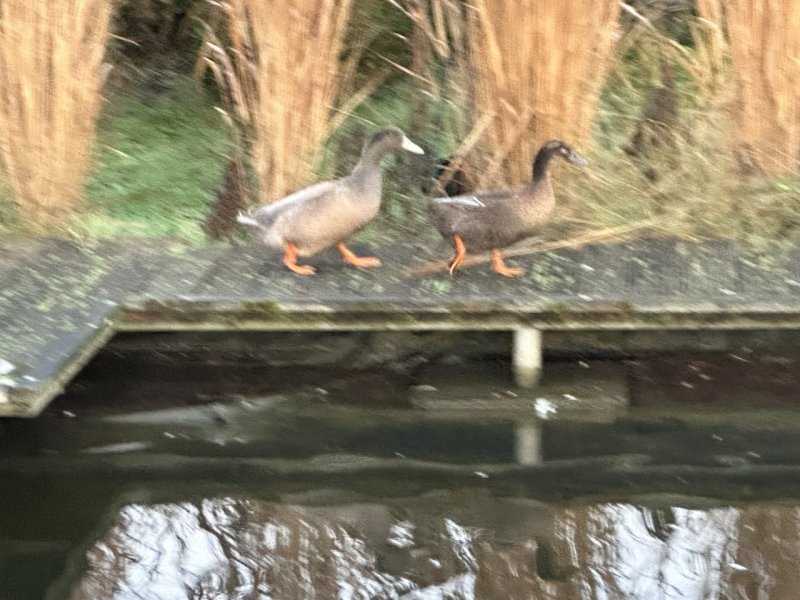 Eend van Vorst | Velt