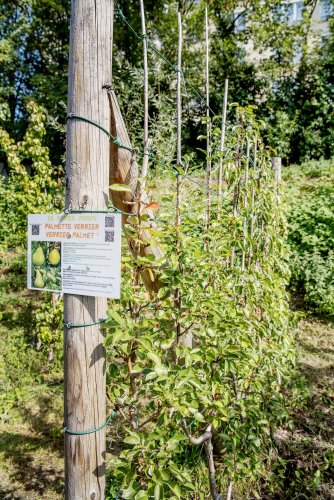 Hoe plant en ondersteun je leifruit? | Velt