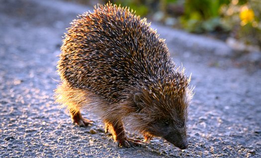 Ontdek waarom een egelwegel een goed idee is | Velt