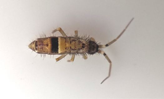 Nuttige bodemdiertjes in de kijker | Velt